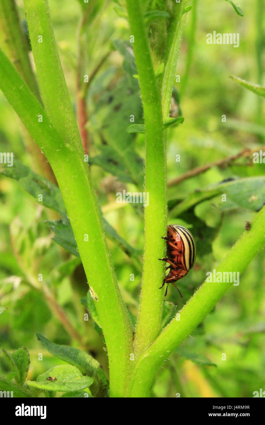 colorado gluttonous bugs gobble up the leaf of potato Stock Photo - Alamy