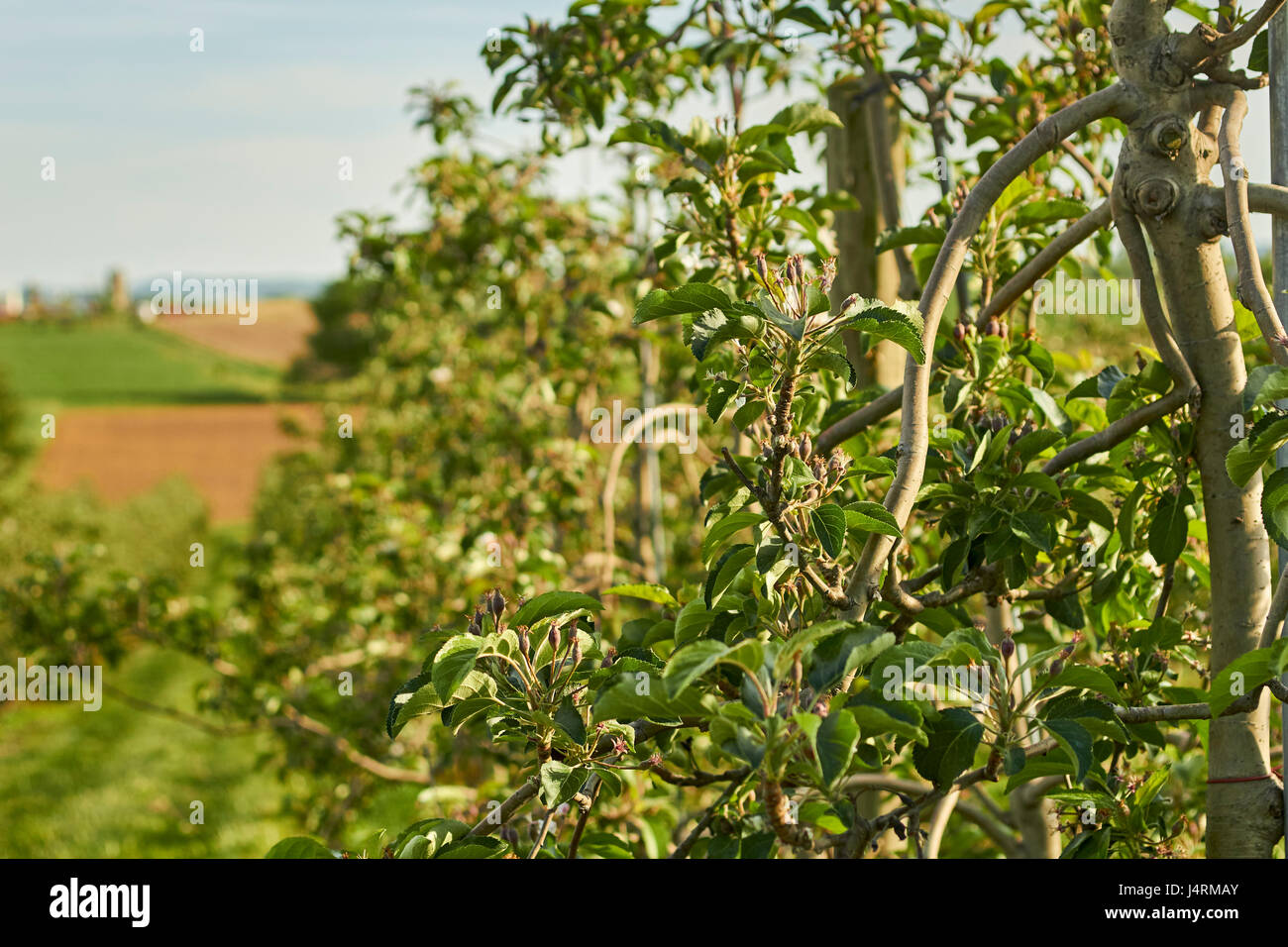 Blossoming apple trees in Lancaster County, Pennsylvania, USA Stock ...