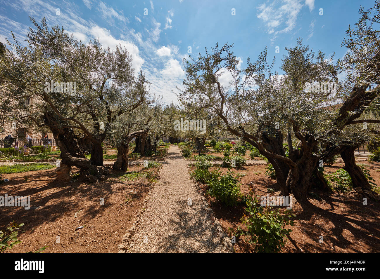 Olive mount hi-res stock photography and images - Alamy