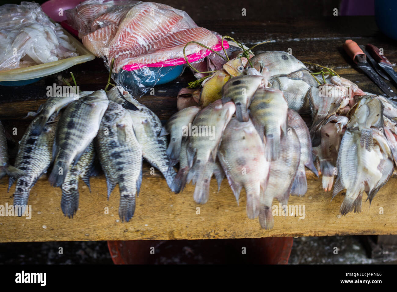Nicaragua Fish High Resolution Stock Photography and Images - Alamy