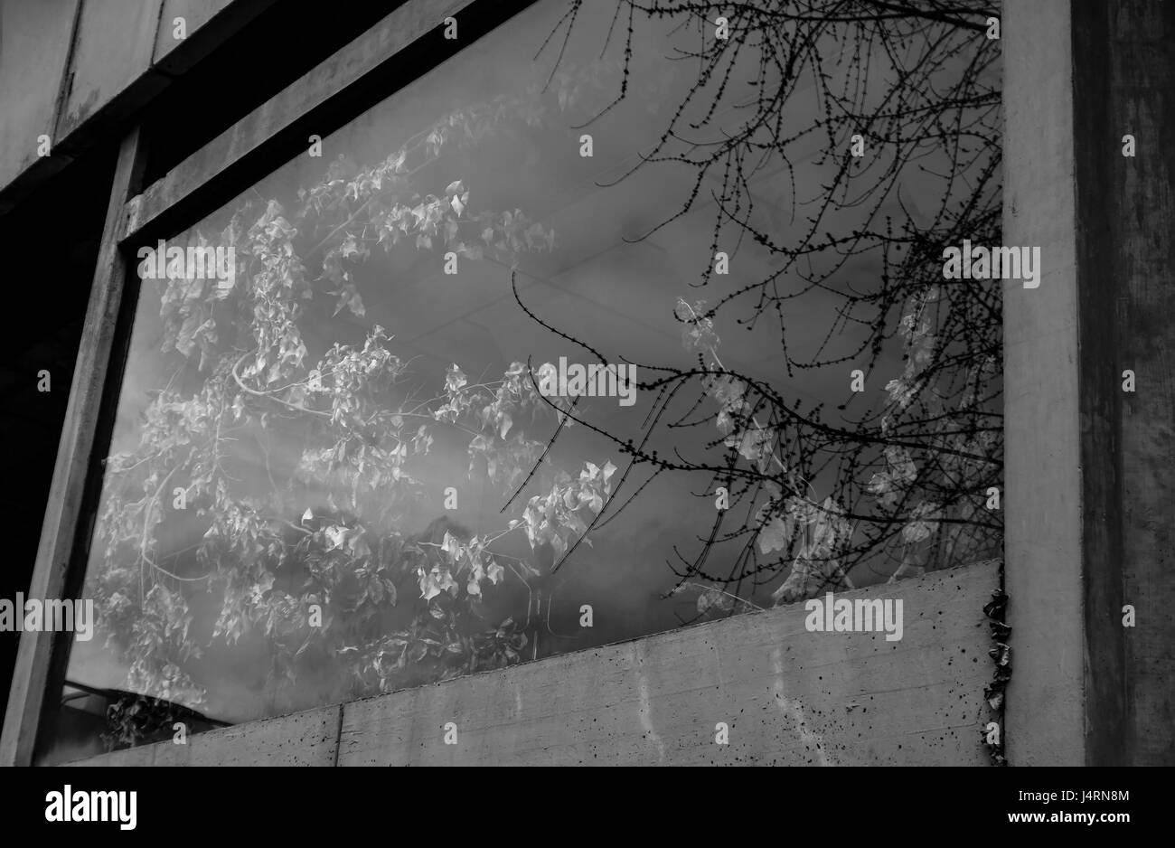 Concrete inside a tree hi-res stock photography and images - Alamy