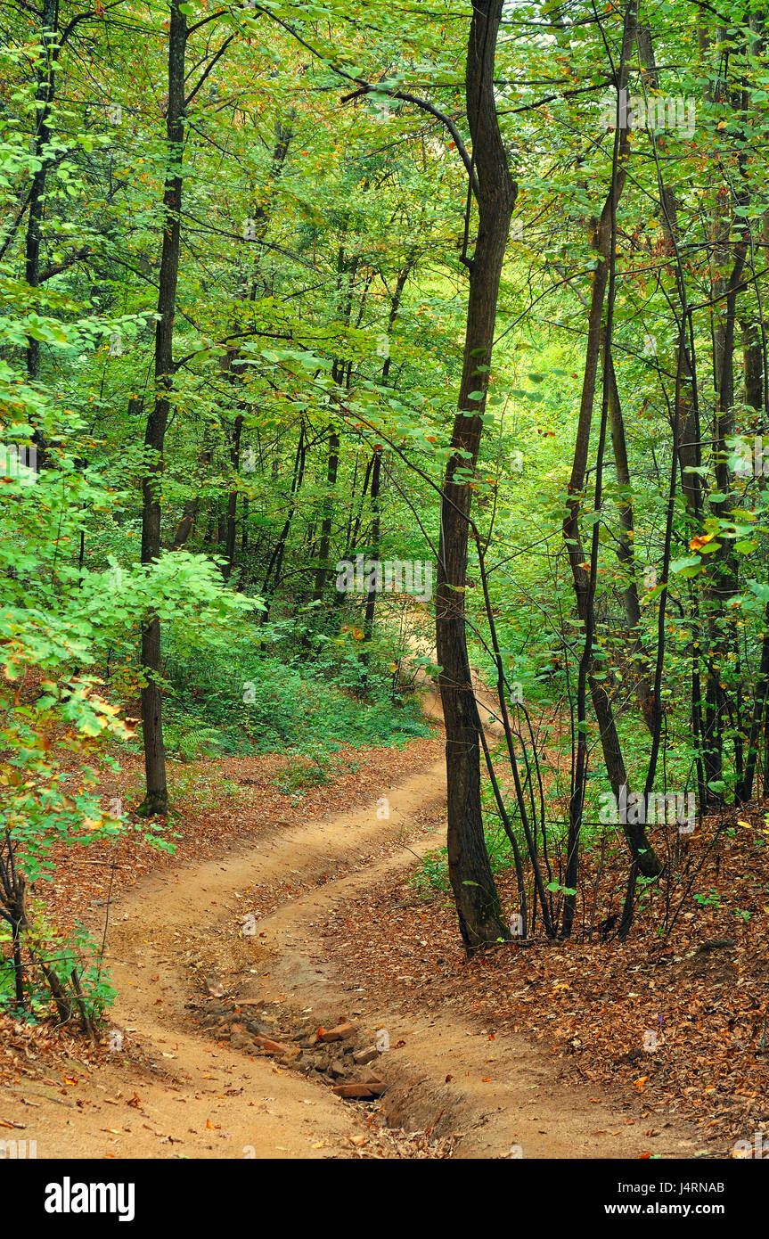 Road in the forest Stock Photo - Alamy