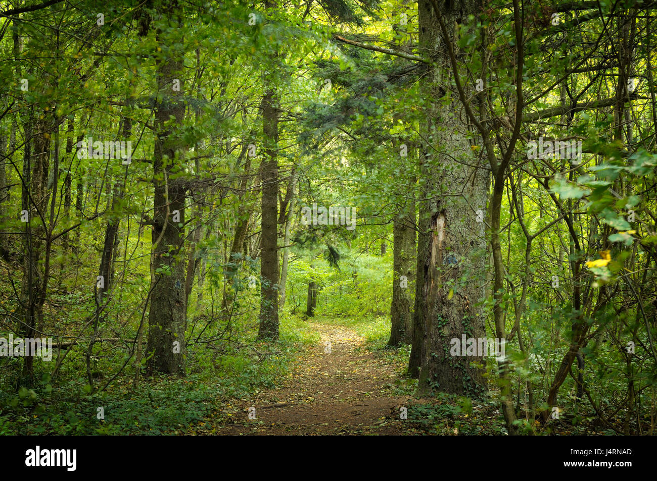 Path in forest with moving leaves due to long exposure Stock Photo - Alamy