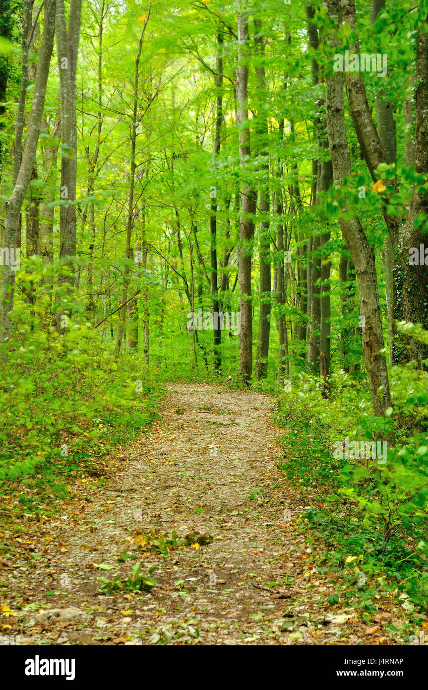 Path in the forest Stock Photo - Alamy