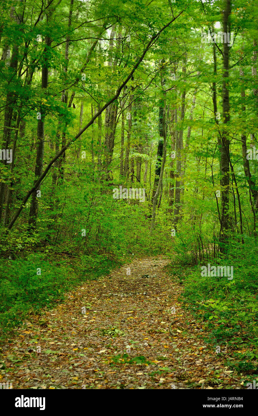 Path in the forest Stock Photo - Alamy