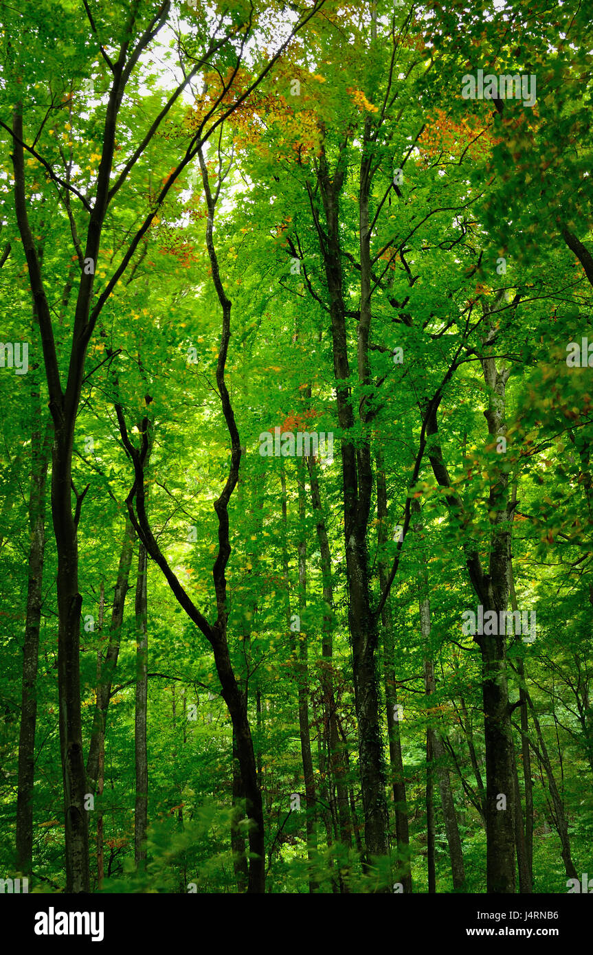 Green forest trees Stock Photo - Alamy