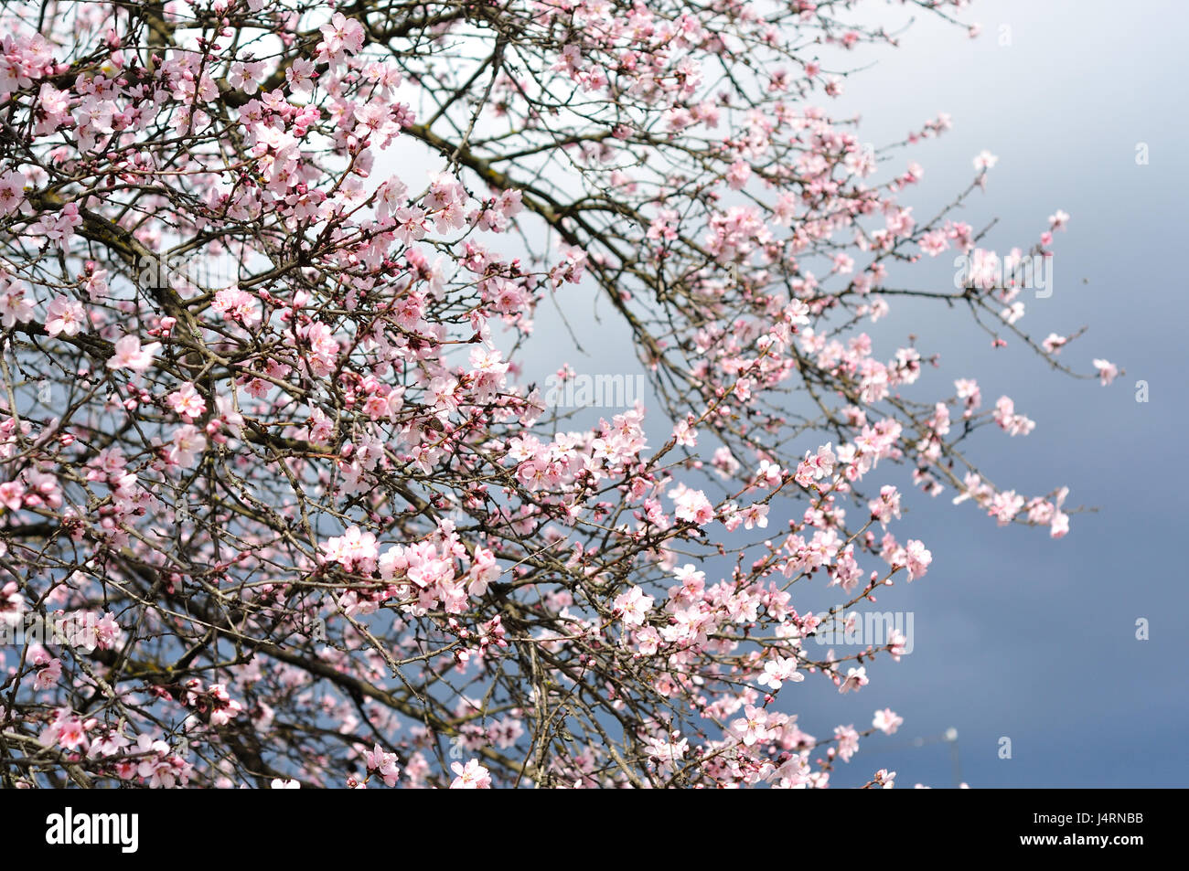 Pink flowers in Spring Stock Photo - Alamy