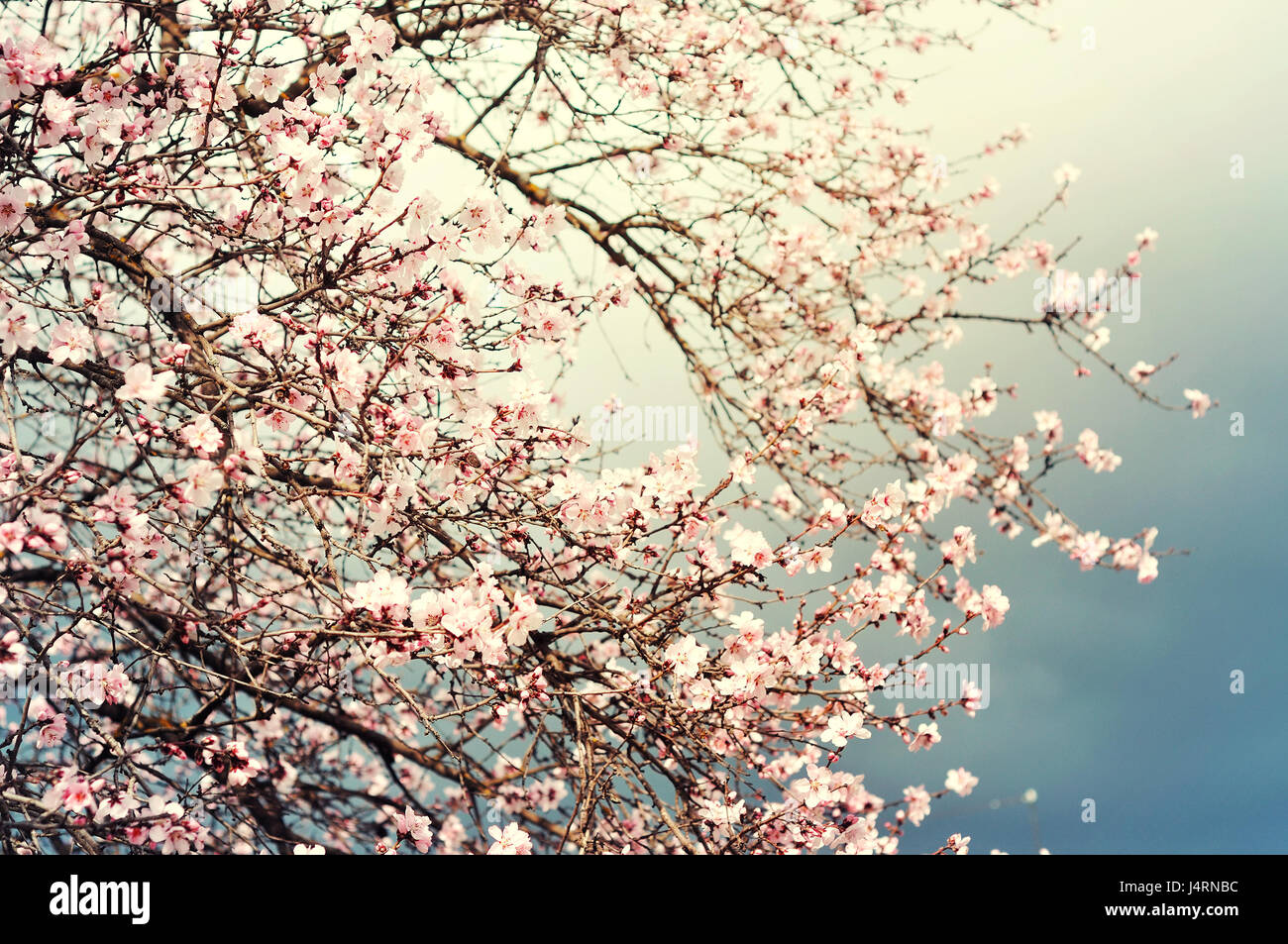 Pink flowers in Spring Stock Photo - Alamy