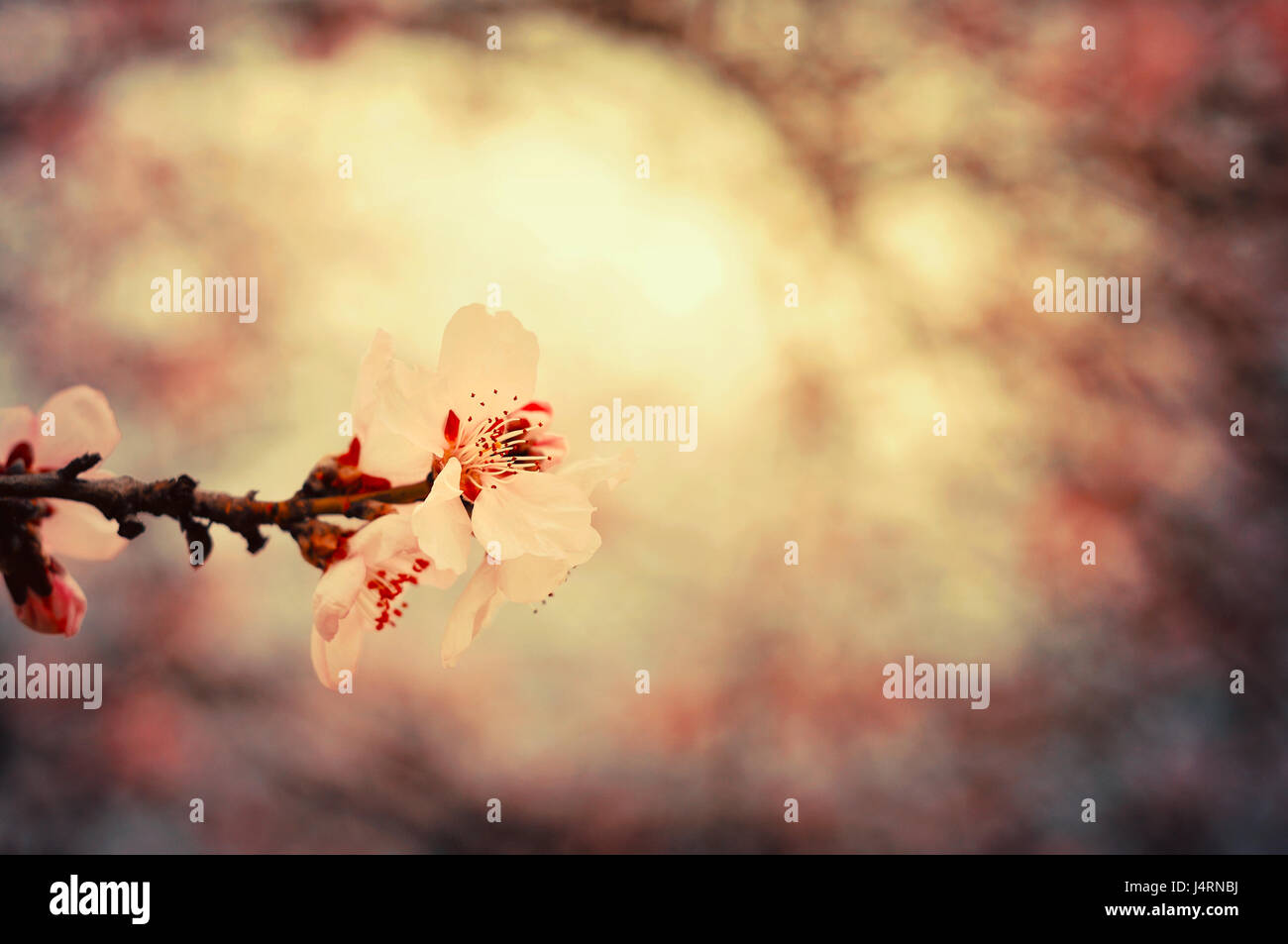 Pink flowers in Spring Stock Photo - Alamy