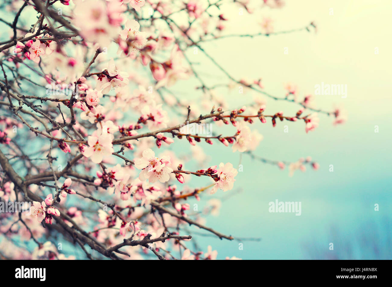 Pink flowers in Spring Stock Photo - Alamy