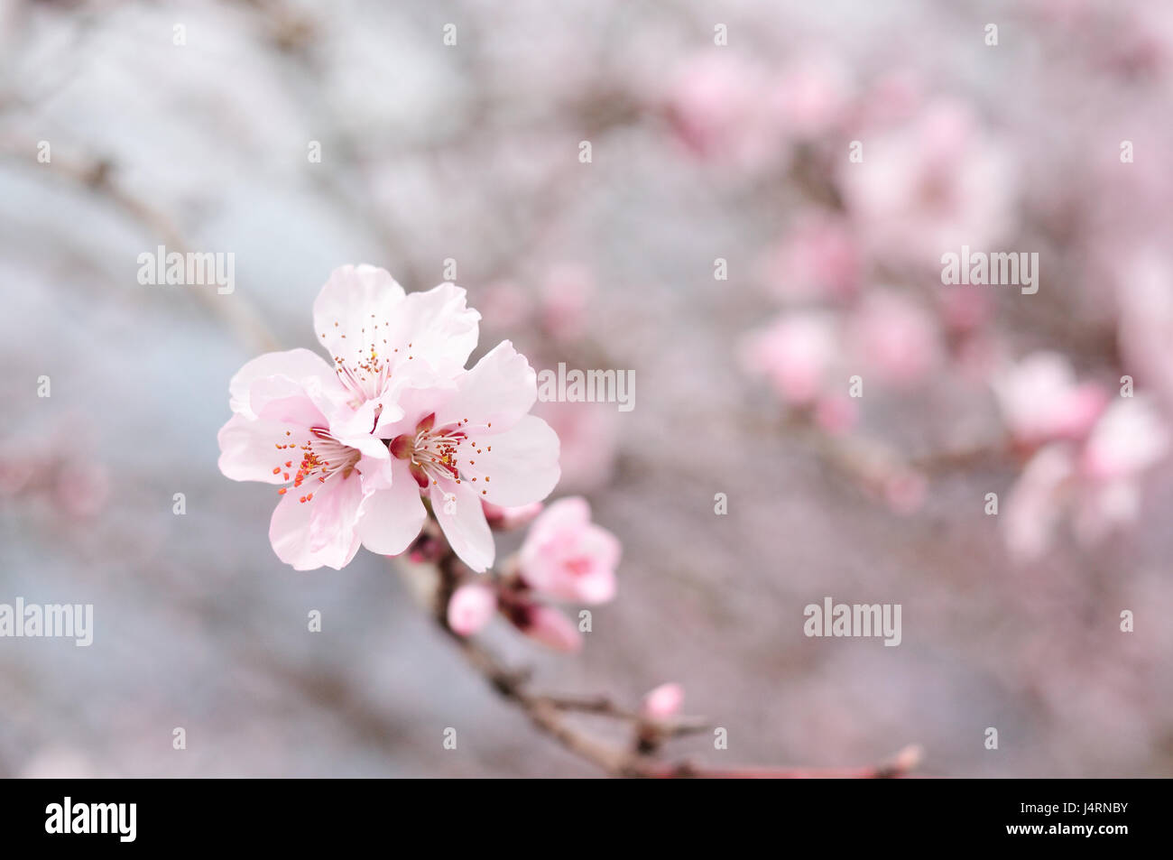Pink flowers in Spring Stock Photo - Alamy