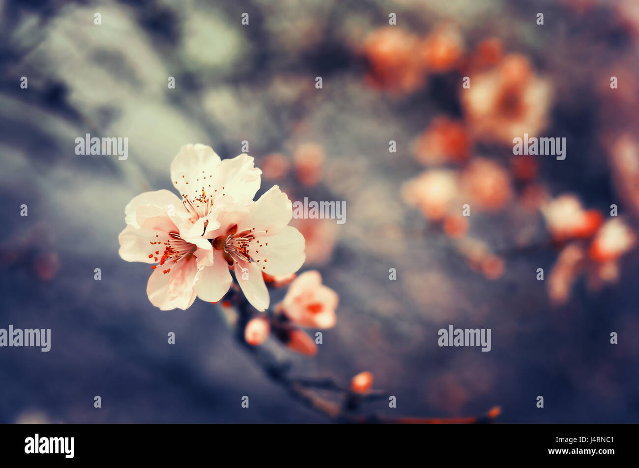 Pink flowers in Spring Stock Photo - Alamy