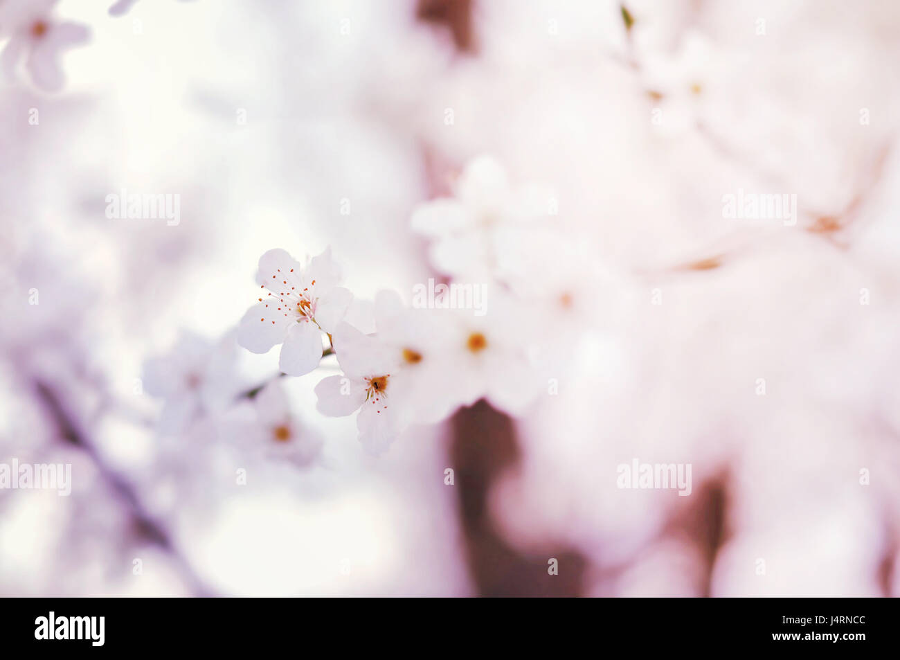 Pink flowers in the spring Stock Photo - Alamy