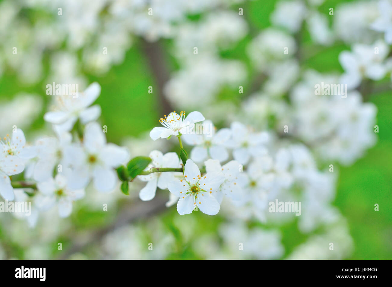 White flowers in Spring Stock Photo - Alamy