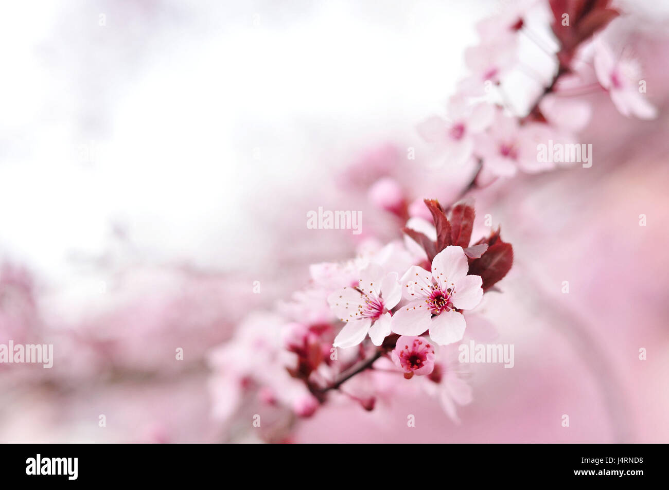 Pink flowers in Spring Stock Photo - Alamy