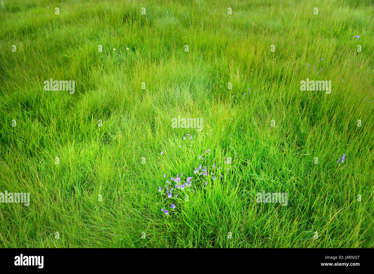 Purple mountain nature reserve hi-res stock photography and images - Alamy