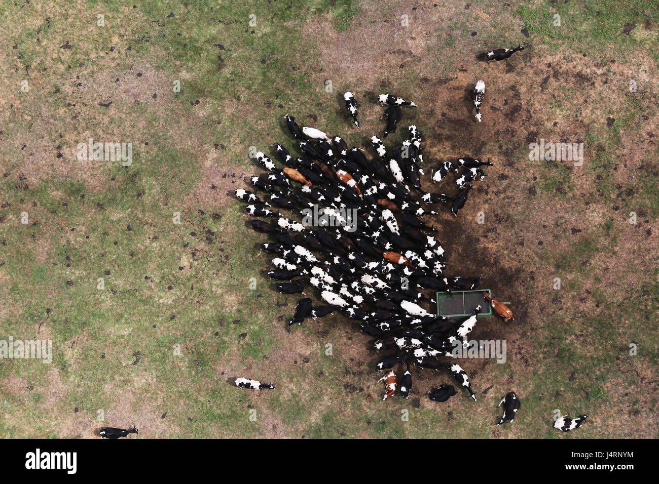 Cows line up to drink water. São Miguel island, Azores, Portugal Stock ...