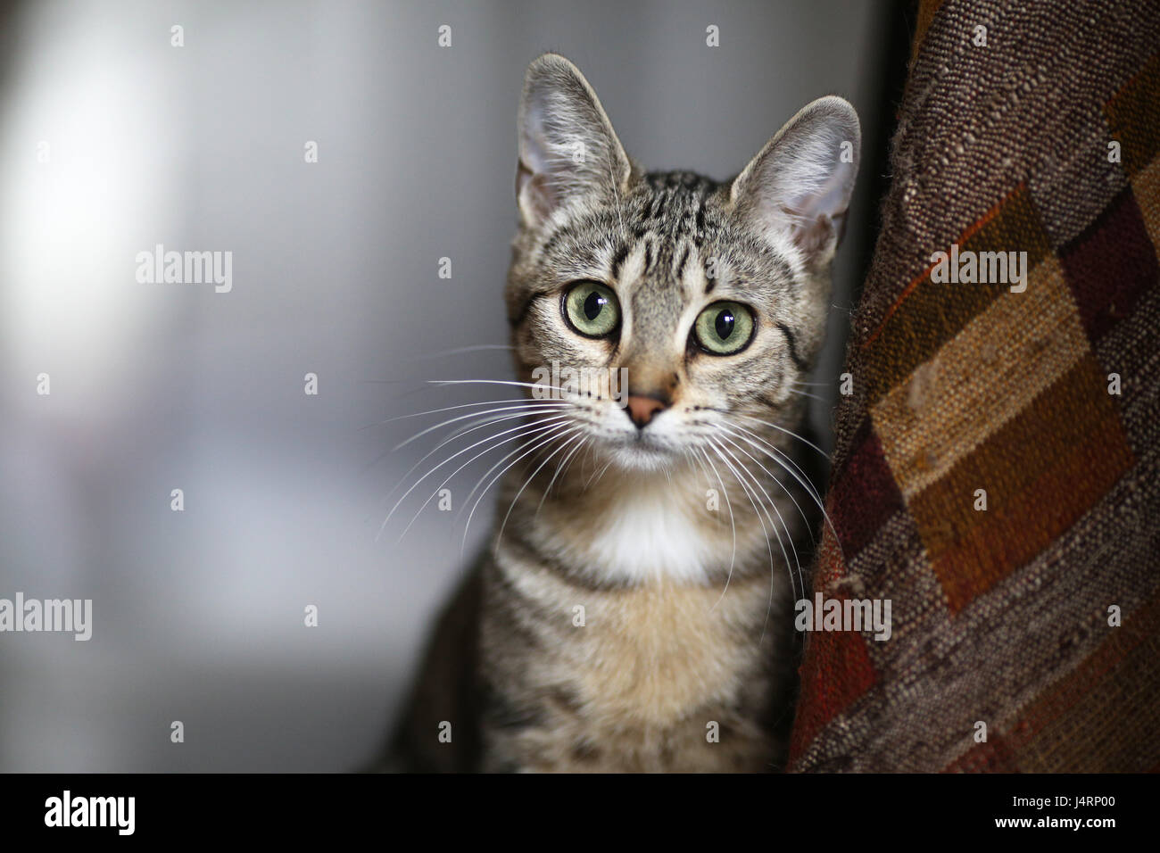A common european female cat looking attentively Stock Photo - Alamy