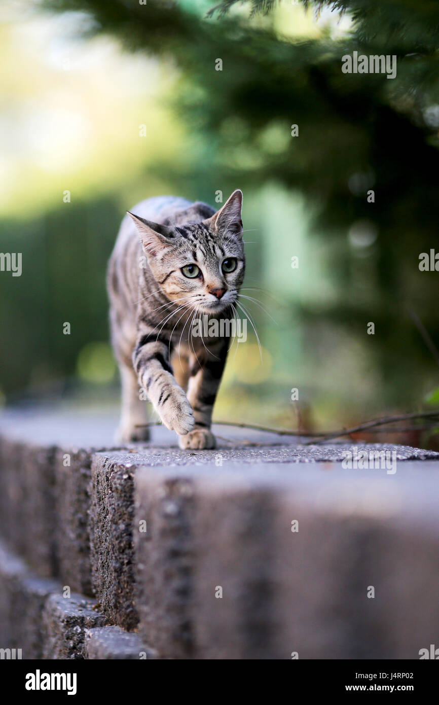 Eye detail of a common european female cat walking Stock Photo - Alamy