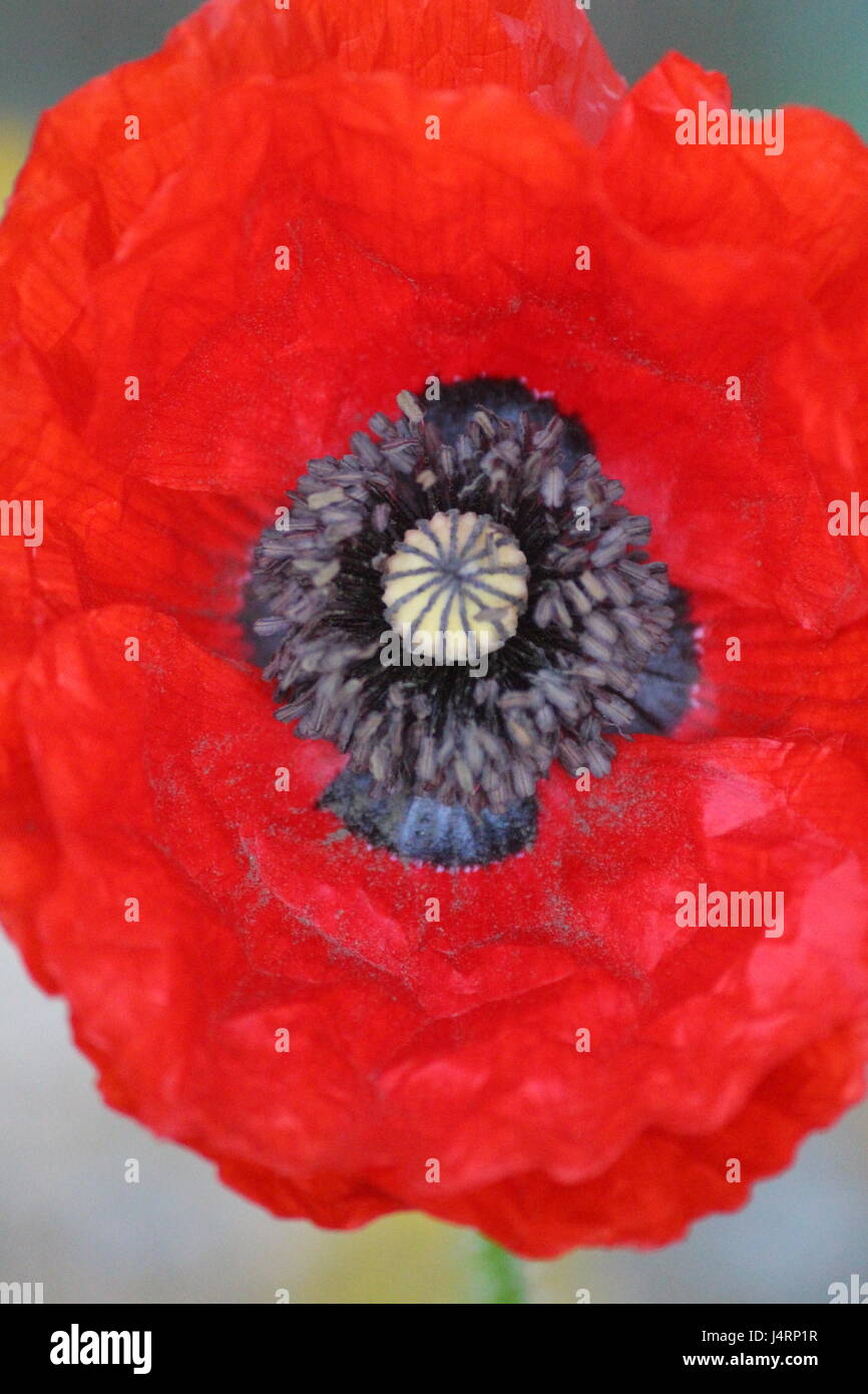 Centre of a poppy hi-res stock photography and images - Alamy