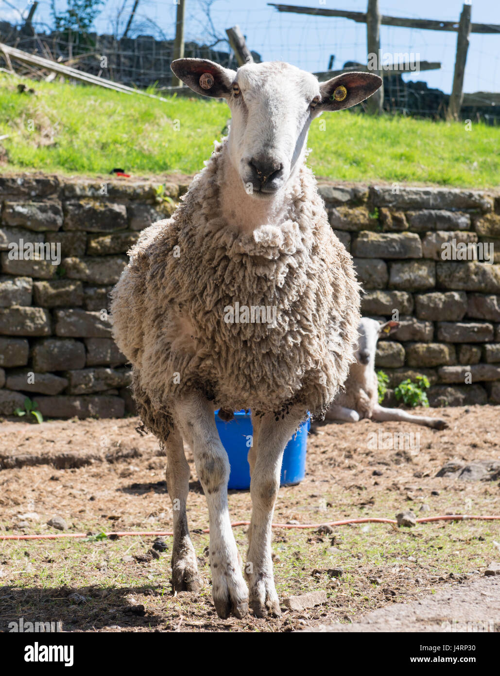 Bluefaced leicester sheep hi-res stock photography and images - Alamy