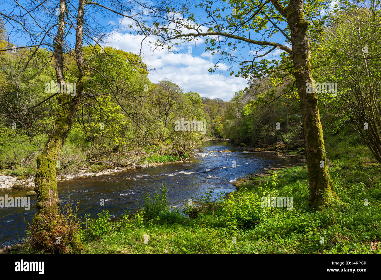 The strid yorkshire dales hi-res stock photography and images - Alamy
