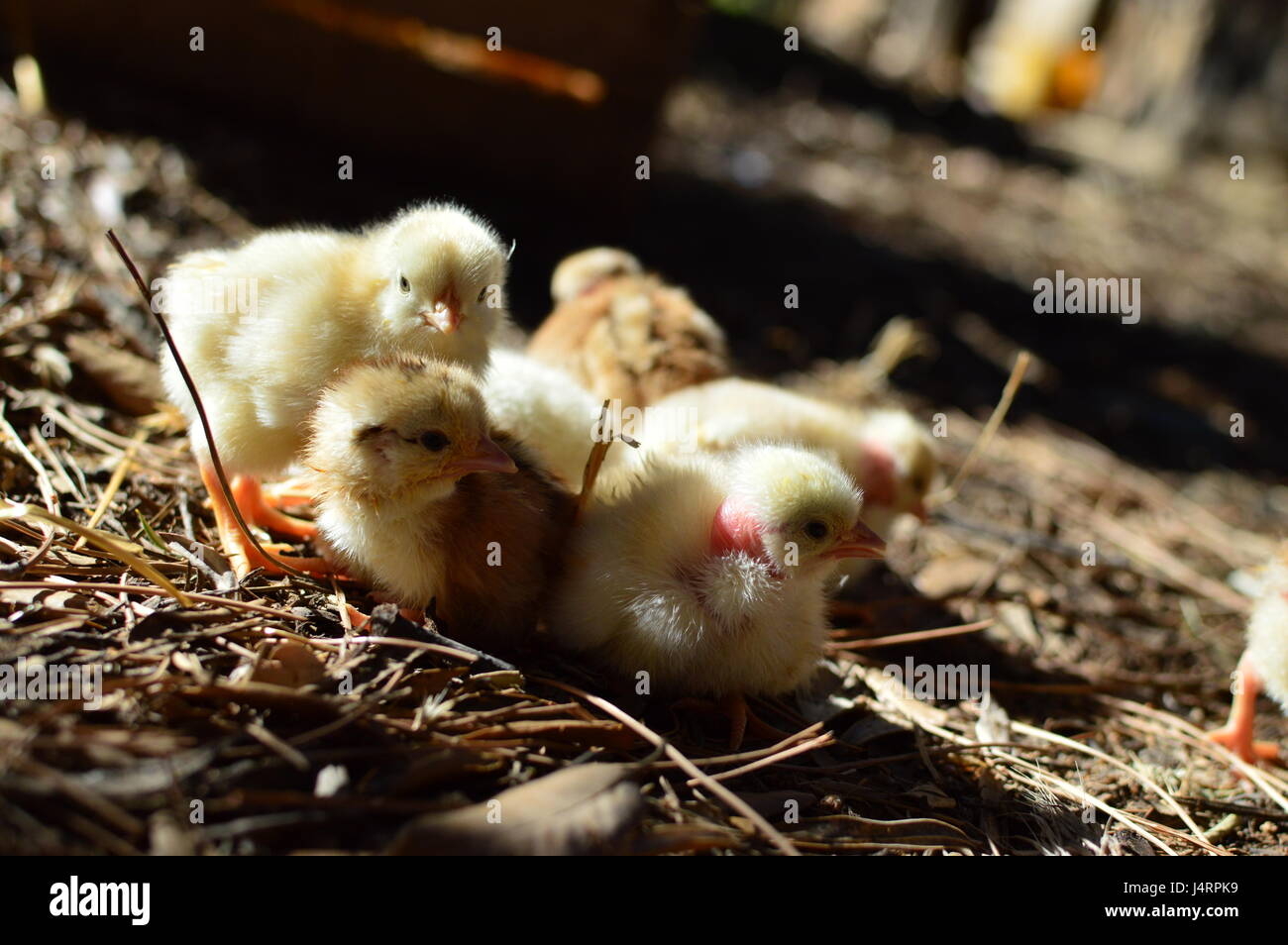 Cute Chicks in garden Stock Photo - Alamy