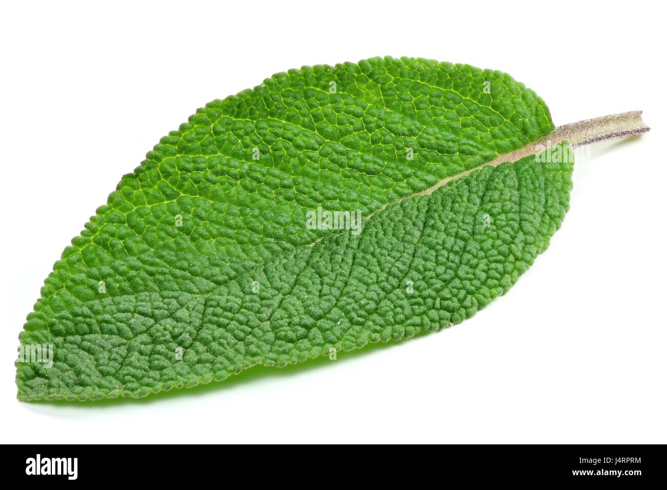 sage leaf isolated on white background Stock Photo - Alamy
