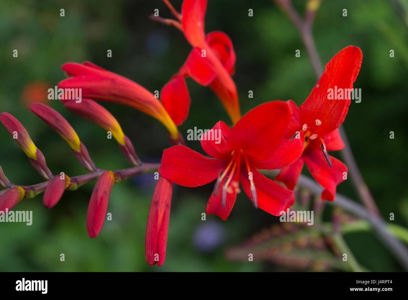 Crocosmia lucifer with red flowers Stock Photo - Alamy