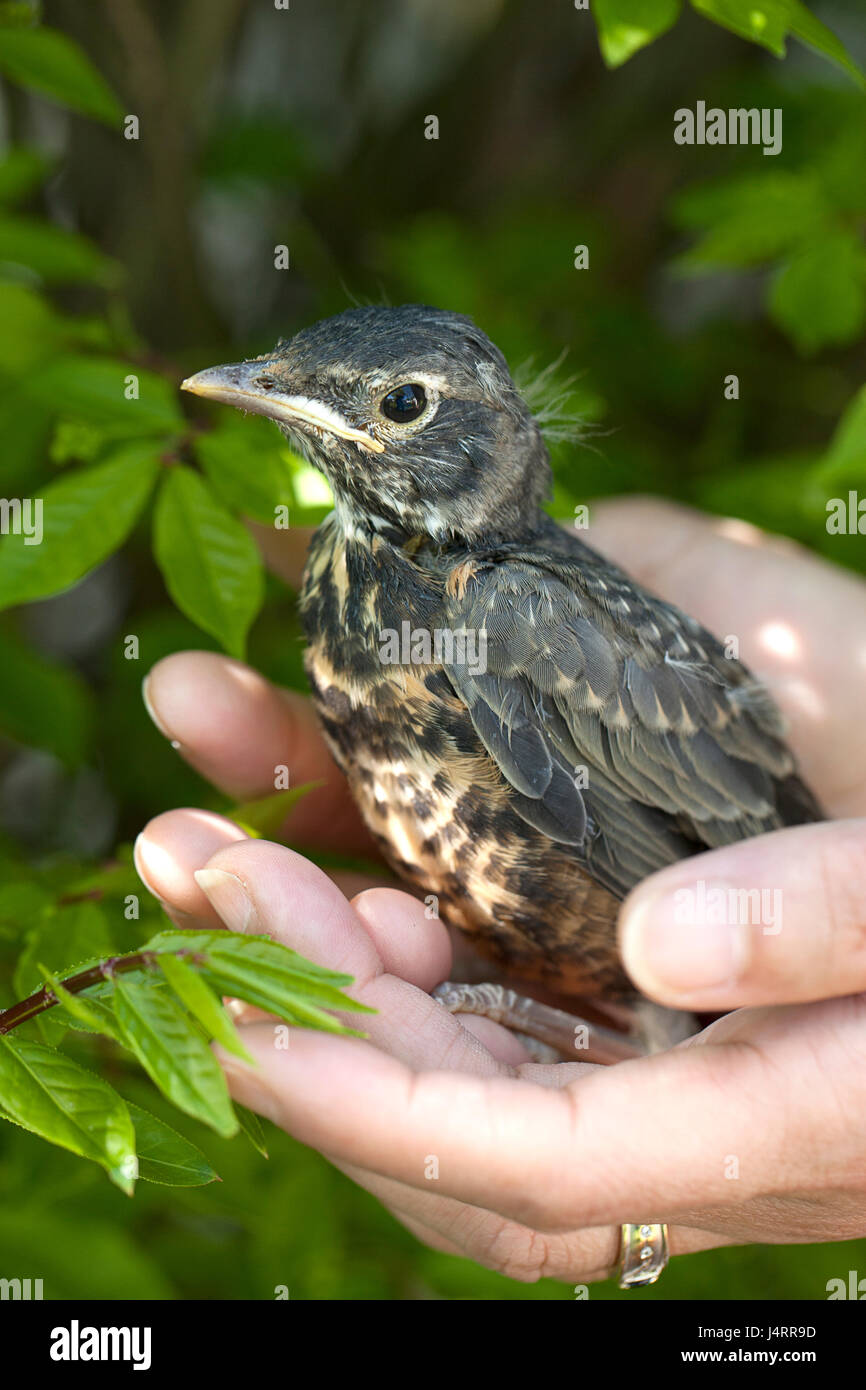 Baby Robin Hand High Resolution Stock Photography and Images - Alamy