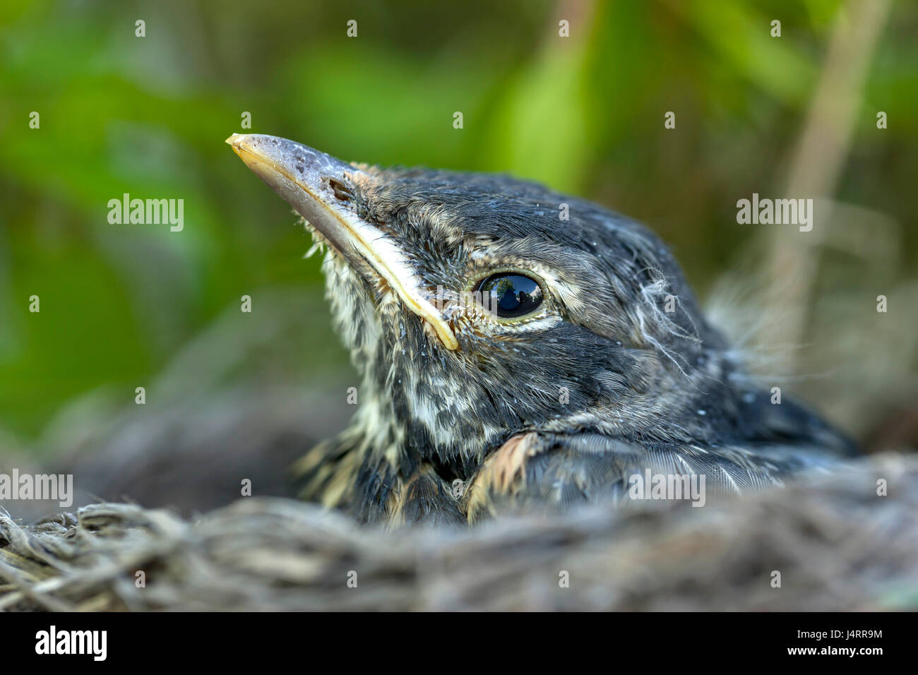 Baby robin grass hi-res stock photography and images - Alamy