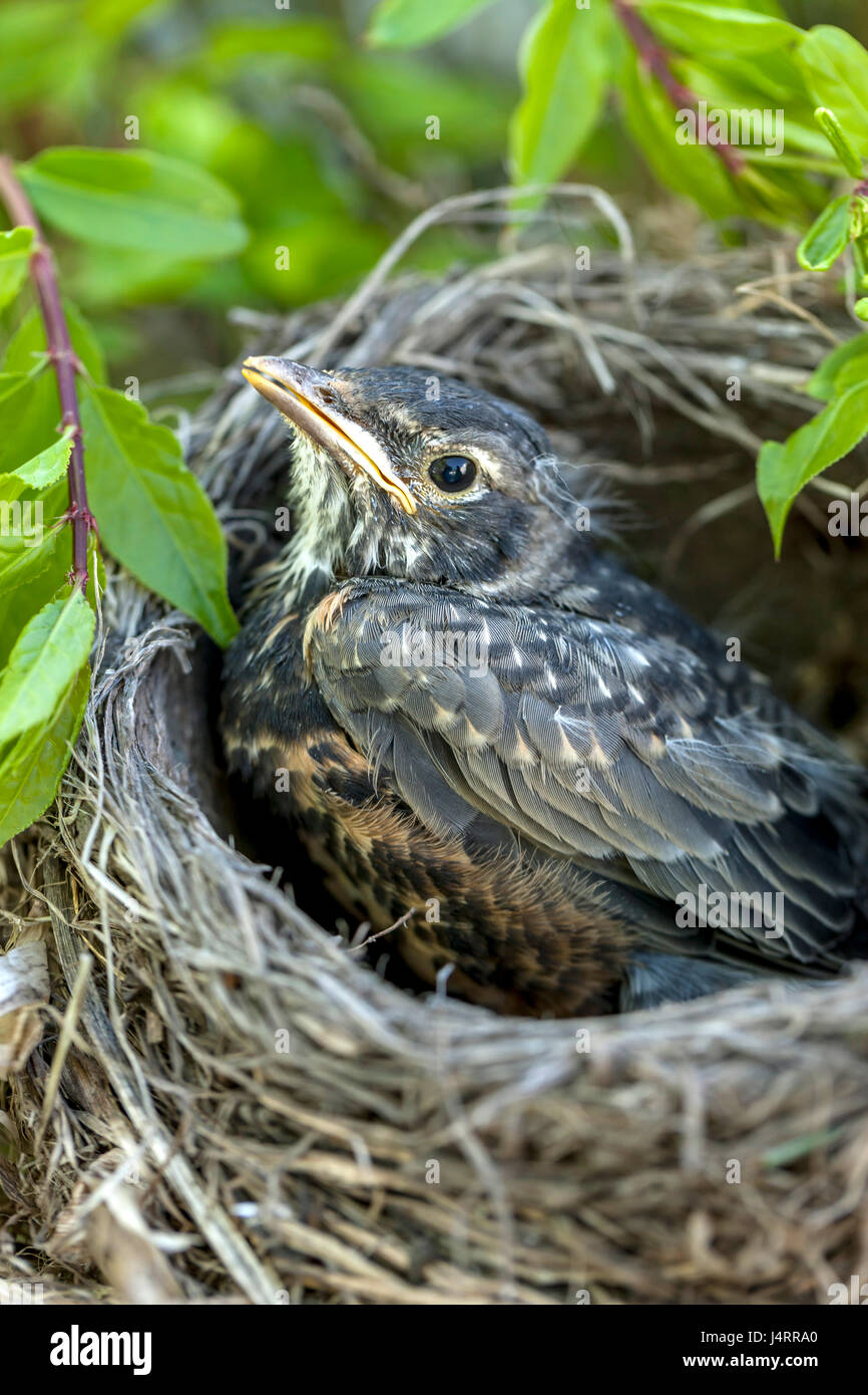 A close up image of a baby robin in the nest Stock Photo - Alamy