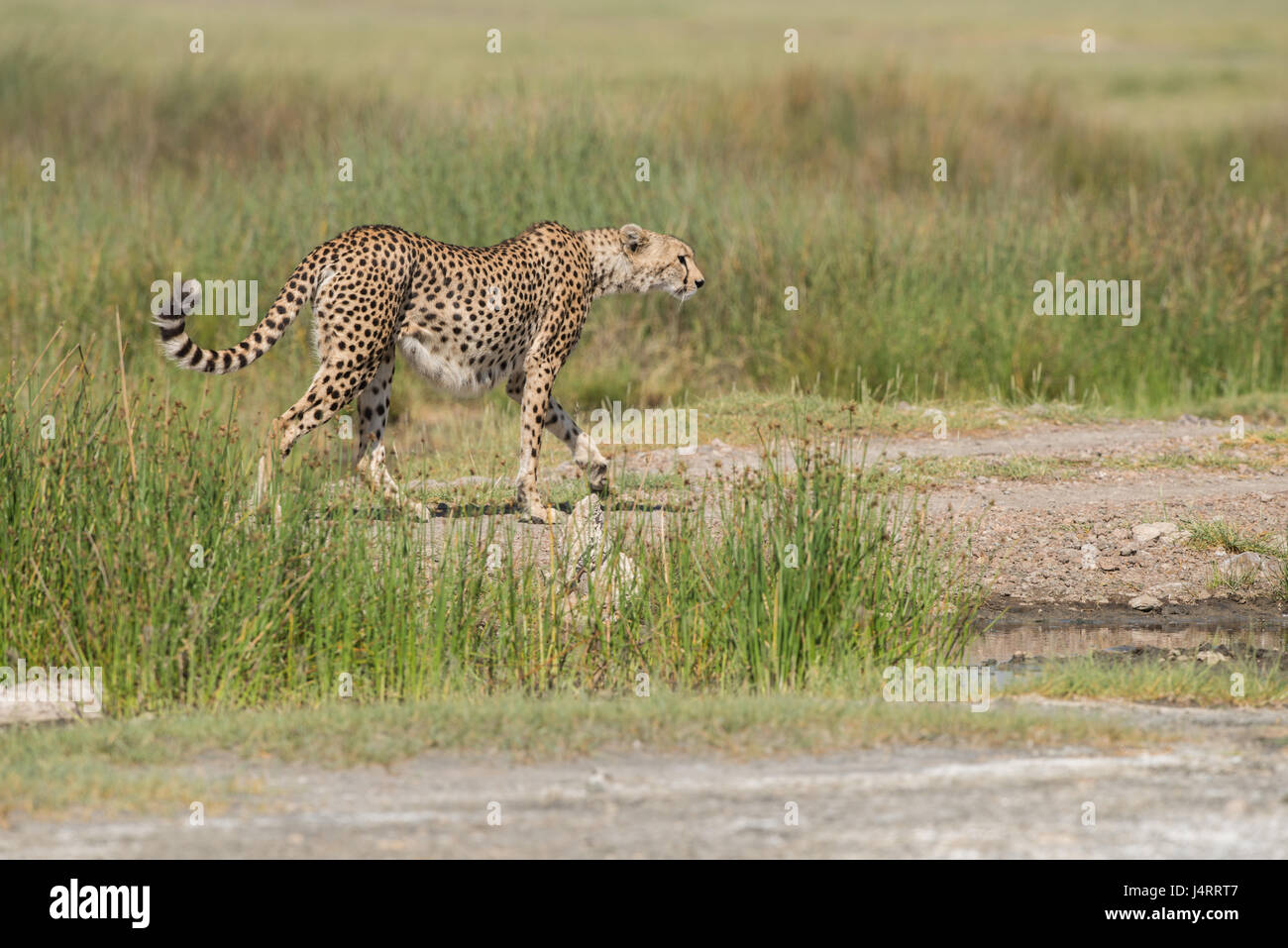 Walking with cheetahs hi-res stock photography and images - Alamy