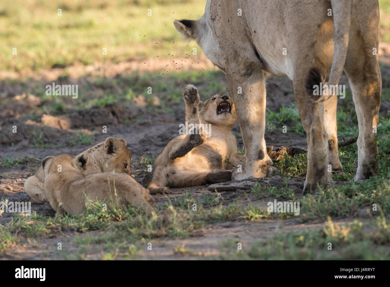Lion cub, Ndutu, Tanzania Stock Photo - Alamy