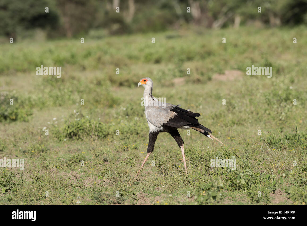 Secretary Bird, Tanzania Stock Photo - Alamy
