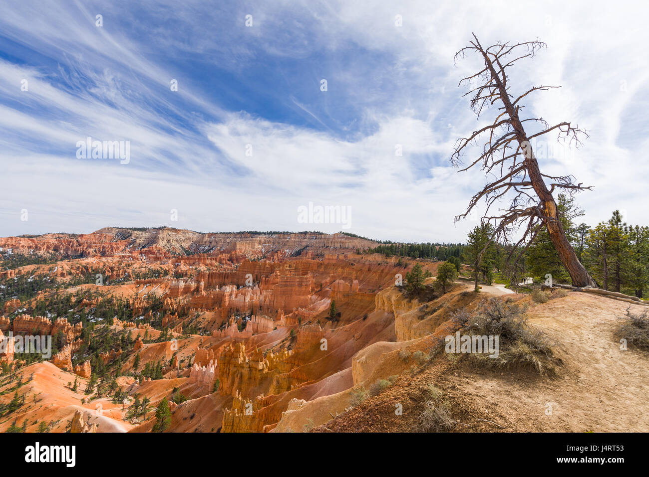 A lone dead tree looks out over the sandstone hoodoo pillars of Bryce ...