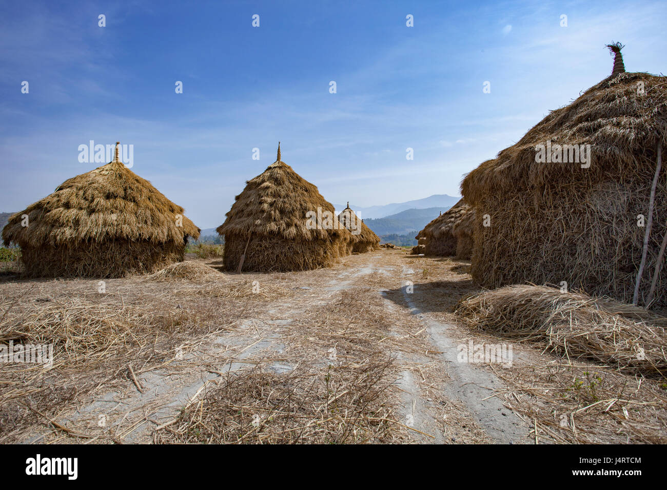 dry rice straw after farmer harvesting season stock for cattle feeding ...