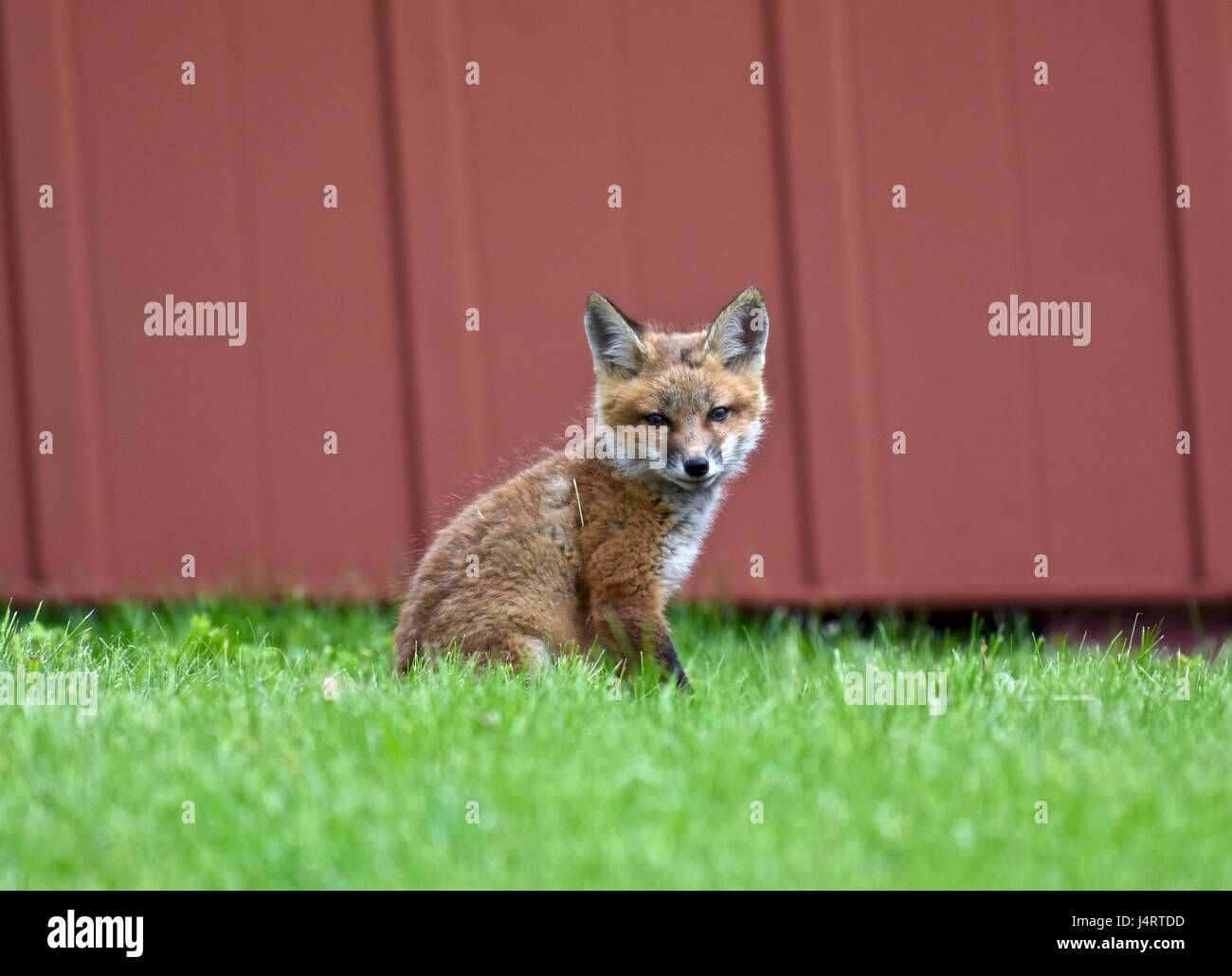 Fox next to barn hi-res stock photography and images - Alamy