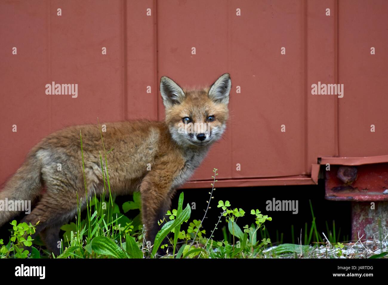 Red fox (Vulpes vulpes) kit next to an old red barn Stock Photo - Alamy