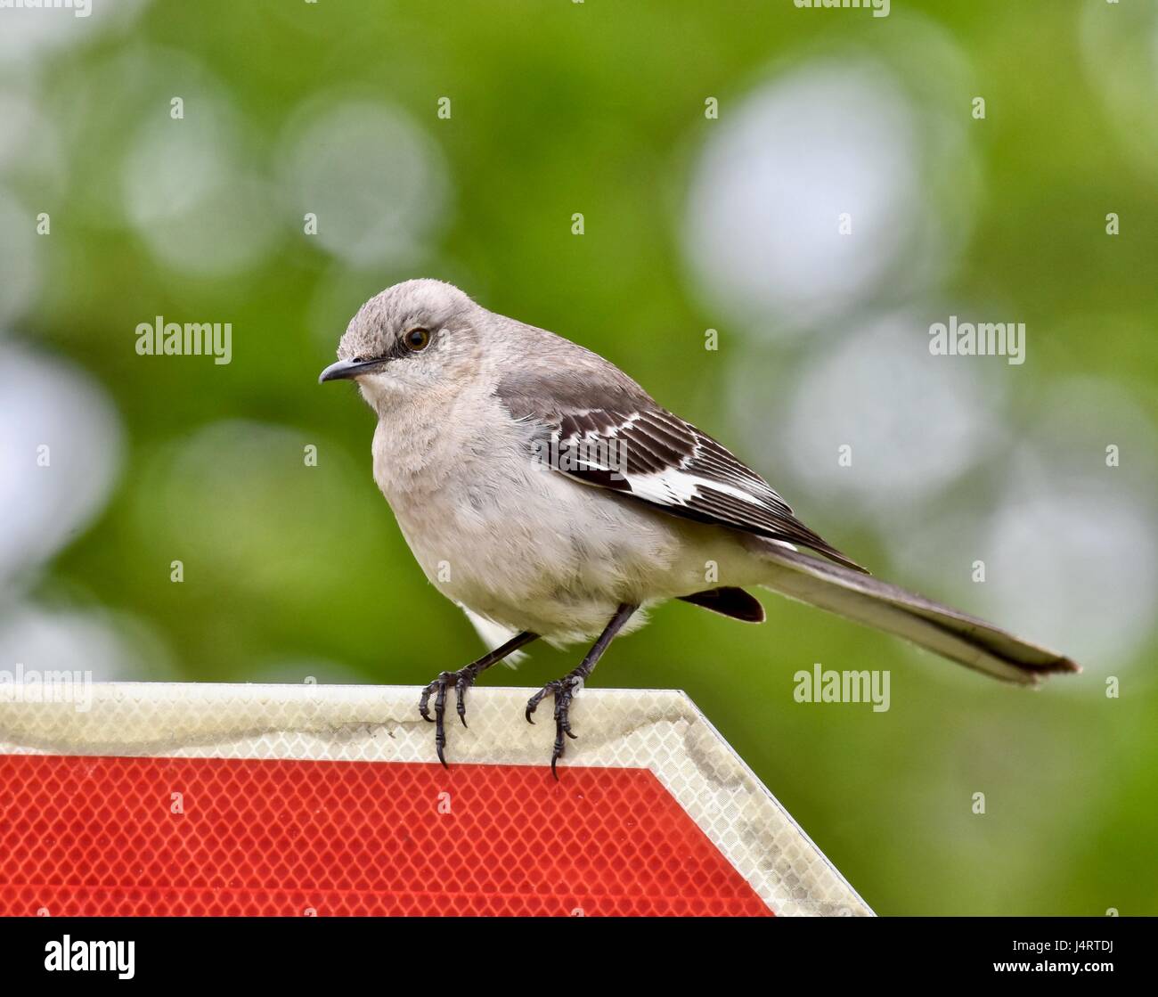 Northern mockingbird (Mimus polyglottos) perched on a stop sign Stock ...