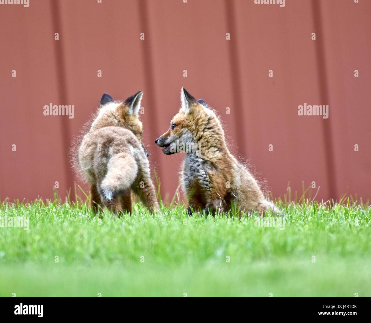 Red fox (Vulpes vulpes) kits, babies, or pups play fighting in a grass ...