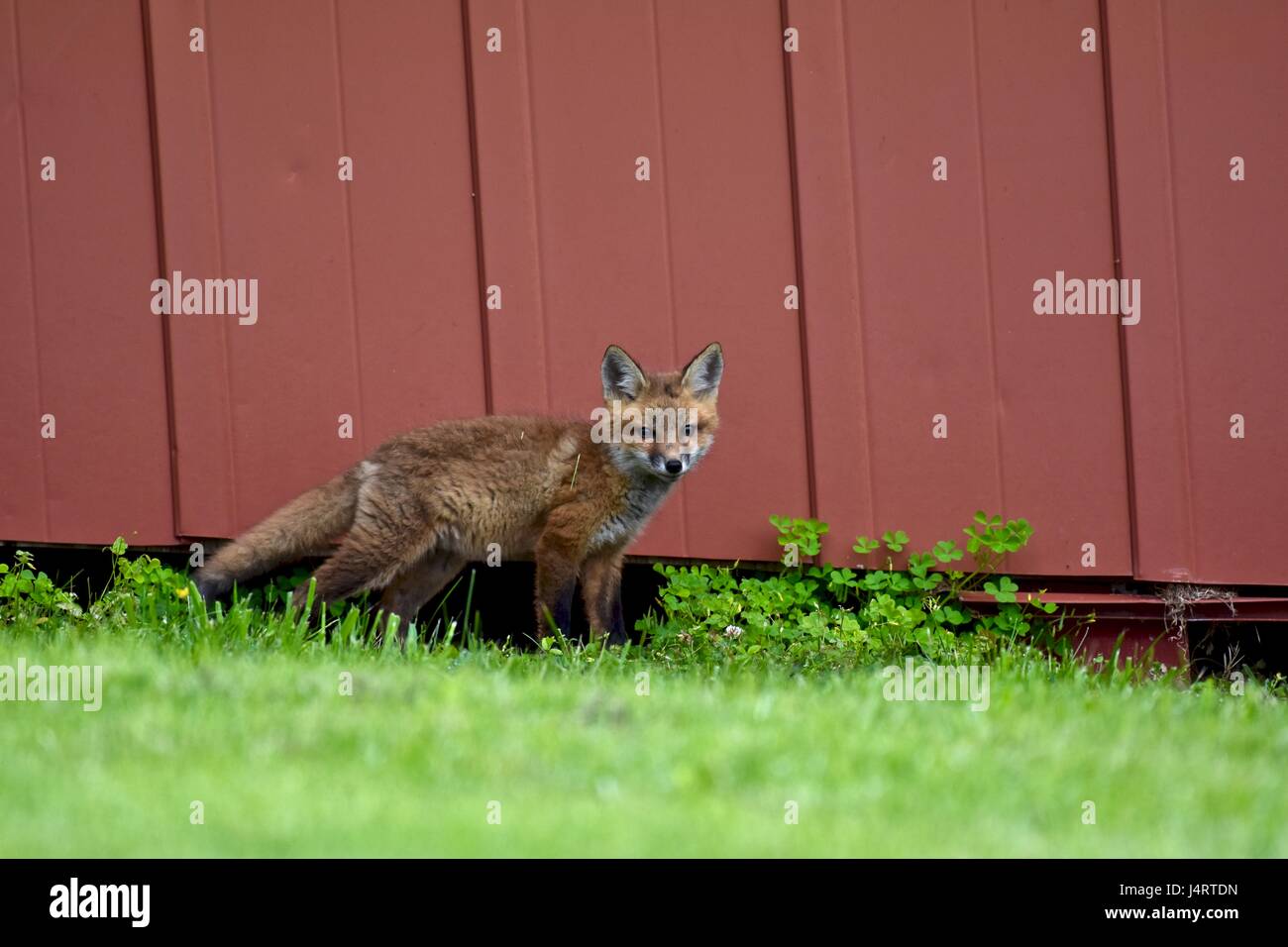Red fox (Vulpes vulpes) kit next to an old red barn Stock Photo - Alamy
