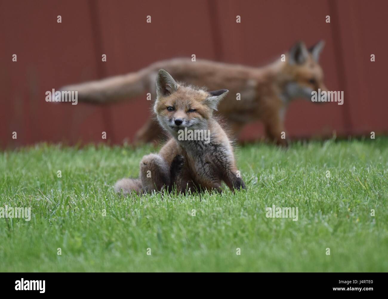 Red fox pups playing hi-res stock photography and images - Alamy