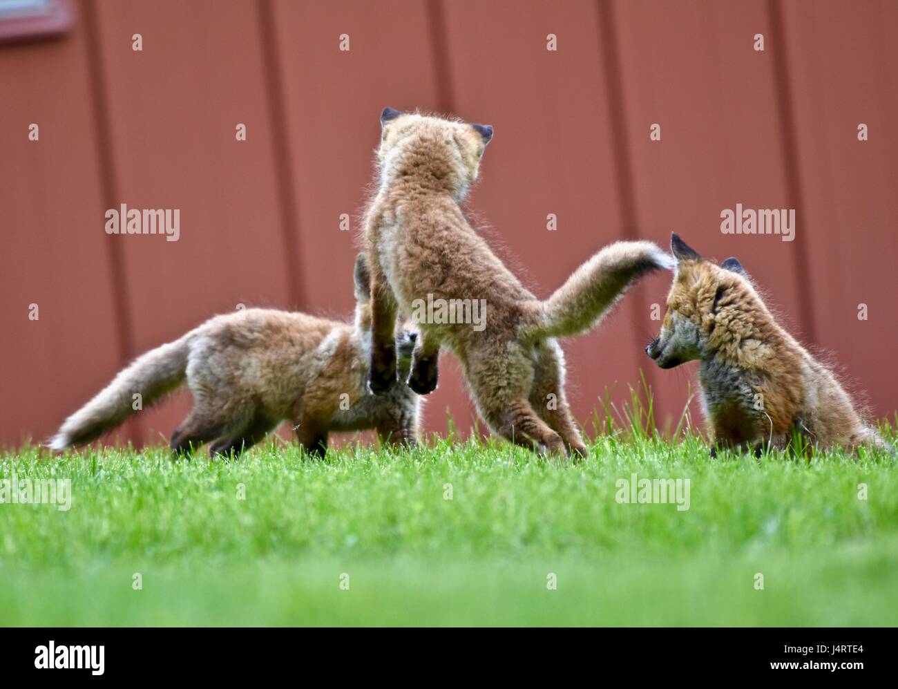 Red fox (Vulpes vulpes) kits, babies, or pups play fighting in a grass ...