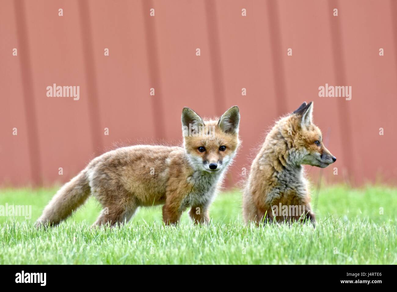 Red fox pups playing hi-res stock photography and images - Alamy