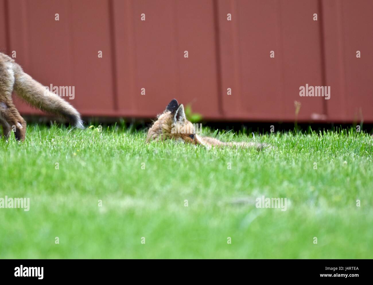 Red fox (Vulpes vulpes) kit next to an old red barn Stock Photo - Alamy
