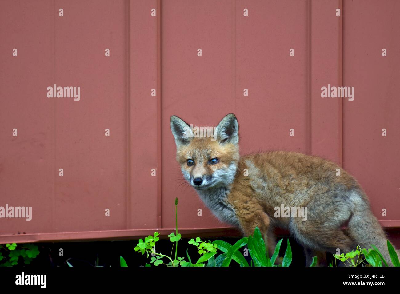 Red fox (Vulpes vulpes) kit next to an old red barn Stock Photo - Alamy