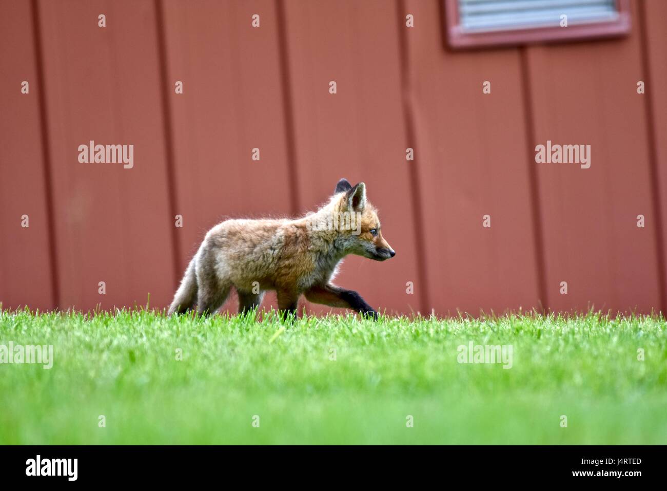 Red fox (Vulpes vulpes) kit next to an old red barn Stock Photo - Alamy