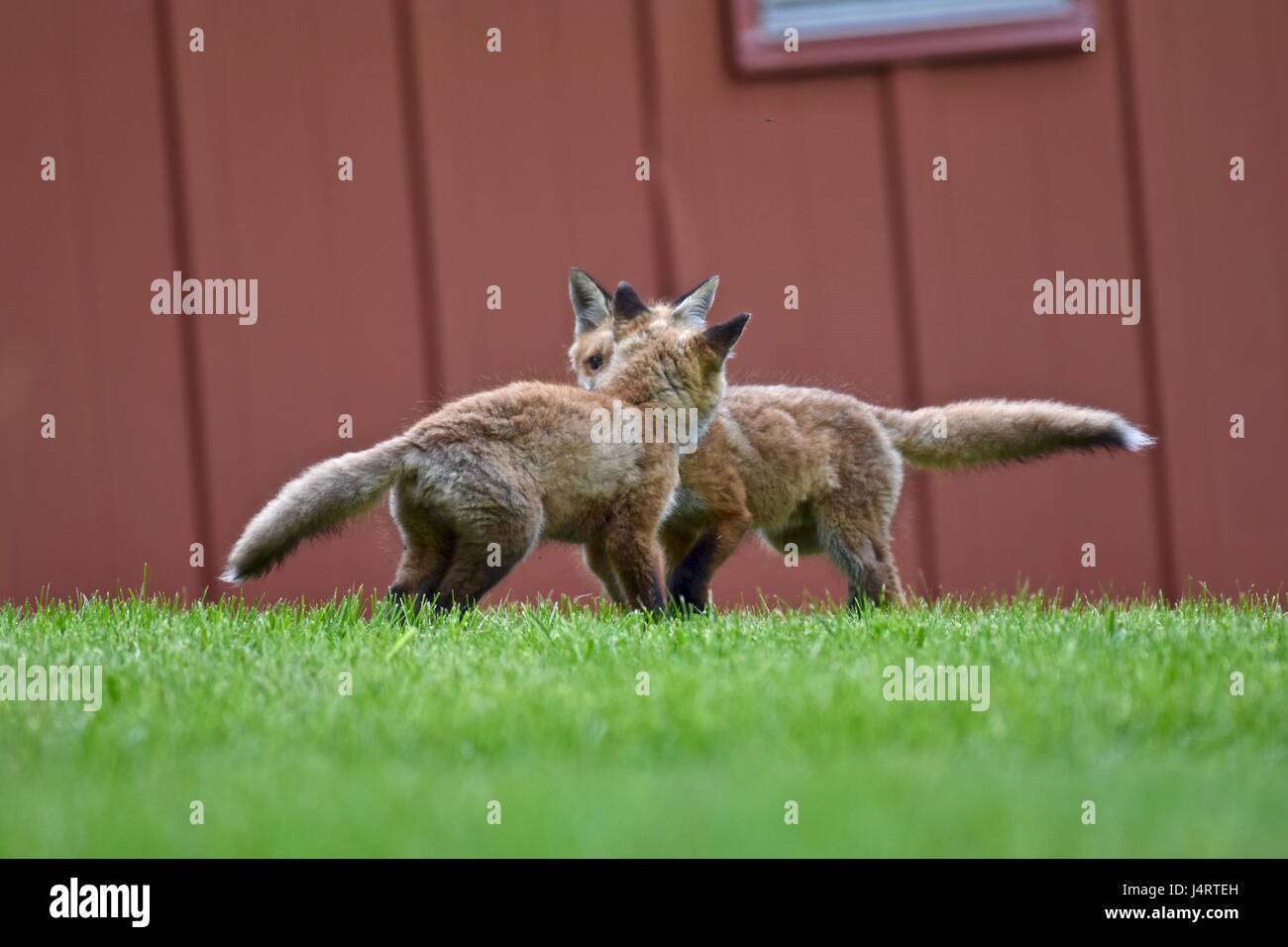 Red fox (Vulpes vulpes) kits, babies, or pups play fighting in a grass ...
