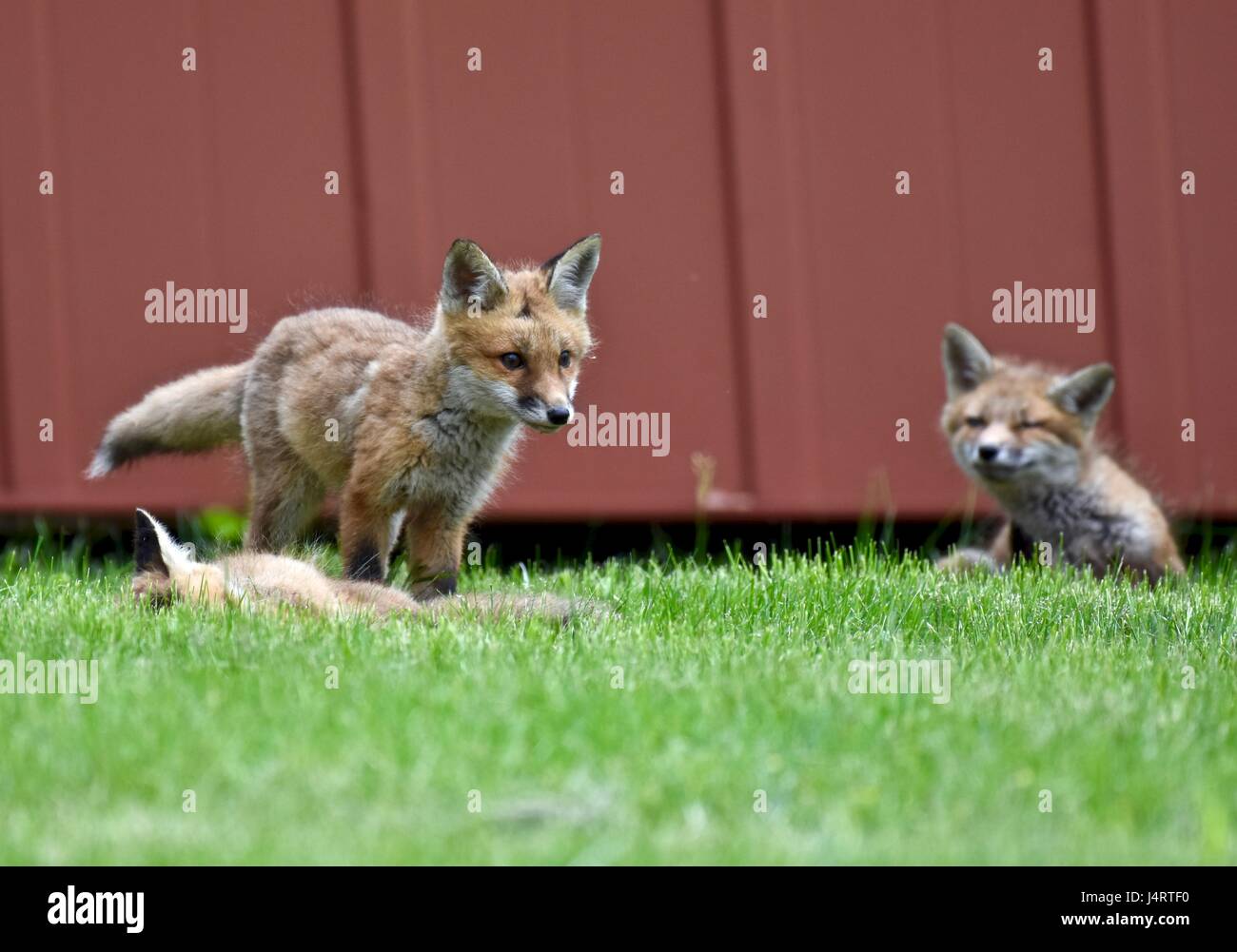 Red fox pups playing vulpes hi-res stock photography and images - Alamy
